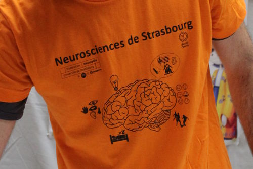 Le Neuropôle à la Fête de la Science 2019 - ITI NeuroStra - Le système ...