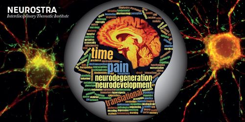 Création de NeuroStra - ITI NeuroStra - Le système nerveux de l ...